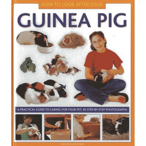 How to Look After Your Guinea Pig: A Practical Guide to Caring for Your ...