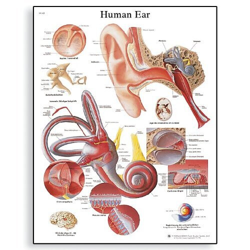 3B Scientific Human Anatomy - Human Ear Chart, Paper Version on OnBuy