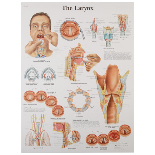 3B Scientific 4006668 Human Anatomy - The Larynx Chart, Paper Version ...