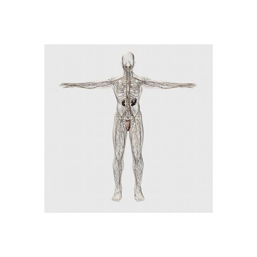 Three Dimensional Medical Illustration of Male Lymphatic System ...