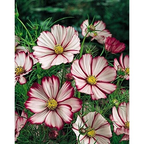 PREMIER SEEDS DIRECT - Cosmos - BIPINNATUS - Picotee - 750 Finest ...