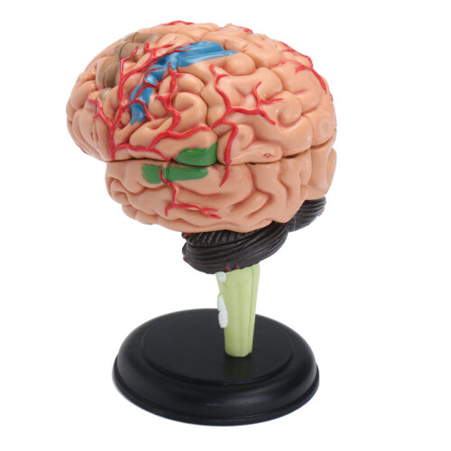 4D Disassembled Anatomical Human Brain Model Anatomy Scientific Medical ...
