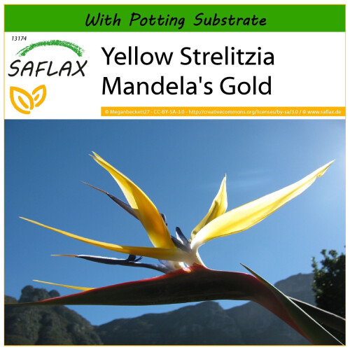 SAFLAX - Yellow Strelitzia Mandela's Gold - 4 seeds - With potting ...