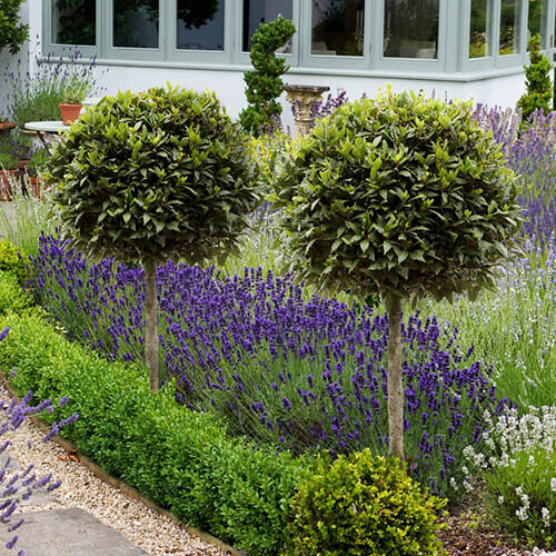 Sweet Bay Tree Standard evergreen Lollipop Tree 70-80cm tall on OnBuy