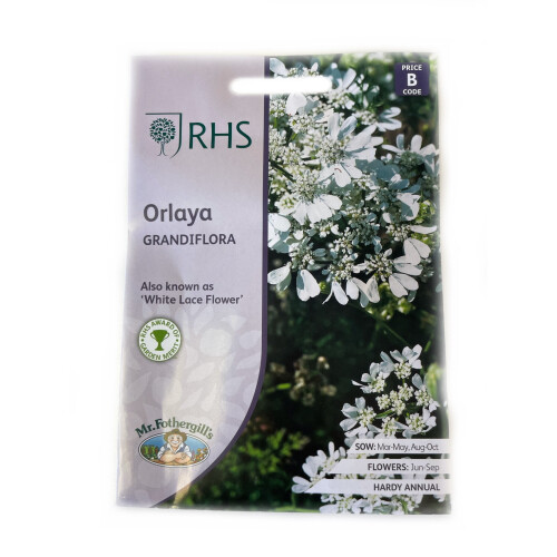 RHS Mr. Fothergill's White Lace Flower Orlaya Grandiflora Seeds on OnBuy