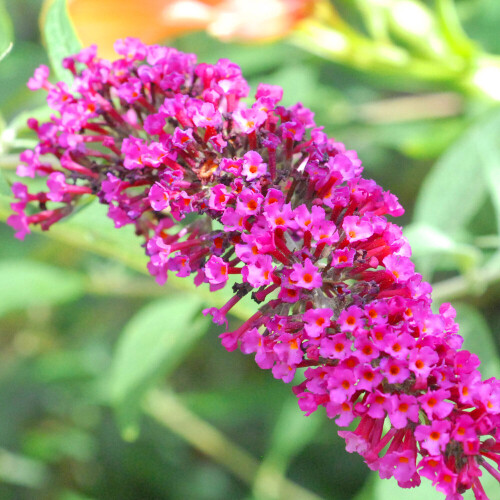 1 X Buddleia Davidii 'Buzz Velvet' Butterfly Bush Deciduous Shrub Plant ...