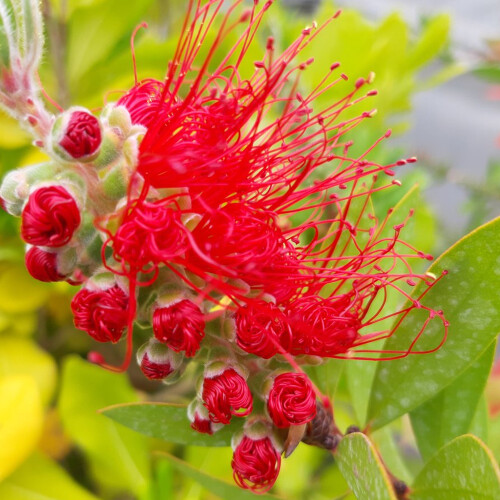 Callistemon 'Inferno' Bottlebrush Evergreen Flowering Garden Shrub ...