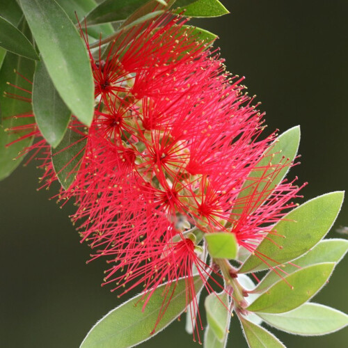 Callistemon 'Inferno' Bottlebrush Evergreen Flowering Garden Shrub ...