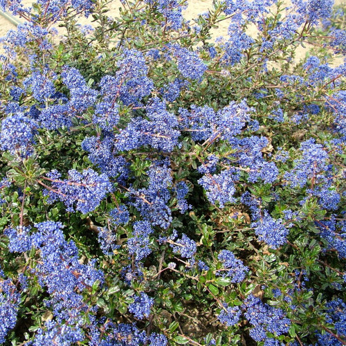 Ceanothus 'Blue Sapphire' California Lilac - Evergreen flowering shrub ...