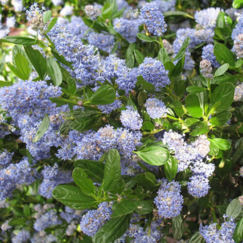 1 X Ceanothus Skylark Evergreen Shrub Hardy Garden Plant In Pot On Onbuy