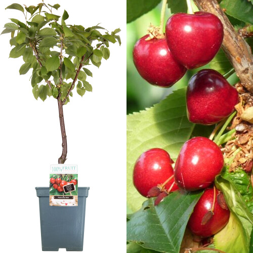 (Stella) Patio Fruit Tree Collection | Various Fruits | Ideal For Small ...