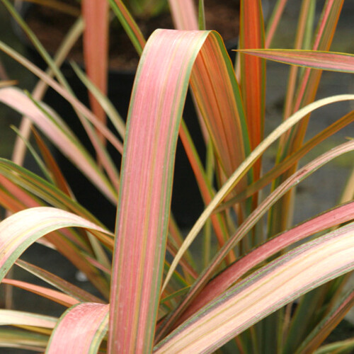 1 X PHORMIUM 'JESTER' NEW ZEALAND FLAX EVERGREEN SHRUB HARDY PLANT IN ...