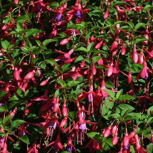 Fuchsia 'Tom Thumb' Flowering Upright Dwarf Garden Shrub | 15-30Cm ...