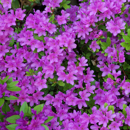 Azalea japonica Purple (2L) V1 on OnBuy