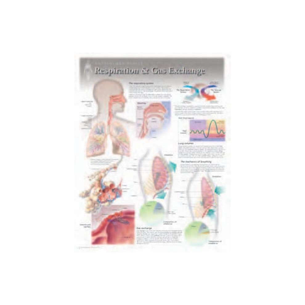 Respiration Gas Exchange Laminated Poster on OnBuy