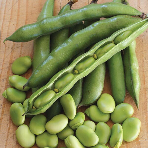 Unwins Vegetables Grown Dwarf Variety Broad Beans Robin Hood Seeds ...