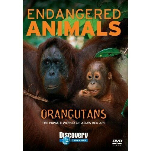 Orangutans Endangered Animals DVD - Region 2 on OnBuy
