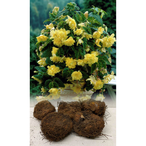 (3) YELLOW TRAILING BEGONIA (PENDULA) BULBS/CORM GARDEN/HANGING BASKET ...