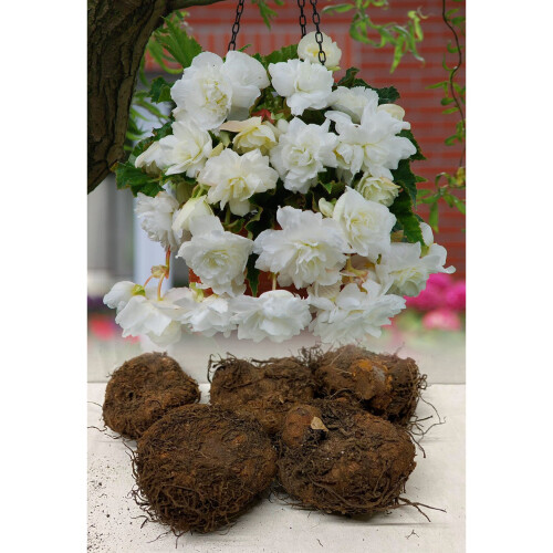 (3) WHITE TRAILING BEGONIA (PENDULA) BULBS/CORMS GARDEN/HANGING BASKET ...