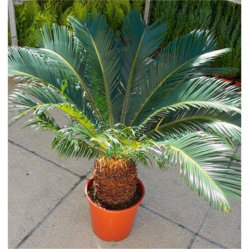 Cycad revoluta large Specimen King Sago Palm Cycas 60-80cm tall on OnBuy