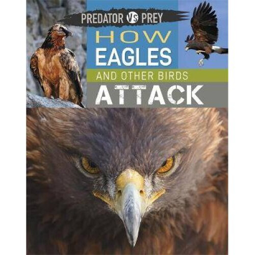 Predator vs Prey: How Eagles and other Birds Attack on OnBuy