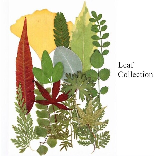 (Leaf Collection) DIY Transparent Dried Flower Bookmarks Handmade Natural Dried Flower Bookmark ...