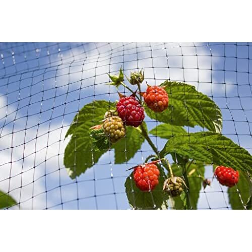 Apollo Fruit Cage Net with 19mm Mesh on OnBuy