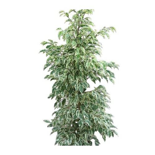 Indoor Plant -House or Office Plant -Ficus benjamina Variegata ...