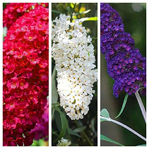 Buddleia Tricolour Butterfly Plants x 3 Plants in a Mix of Colours ...
