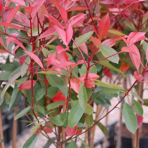 Photinia Red Robin Tree Standard Plants Hardy Red Evergreen Outdoor ...