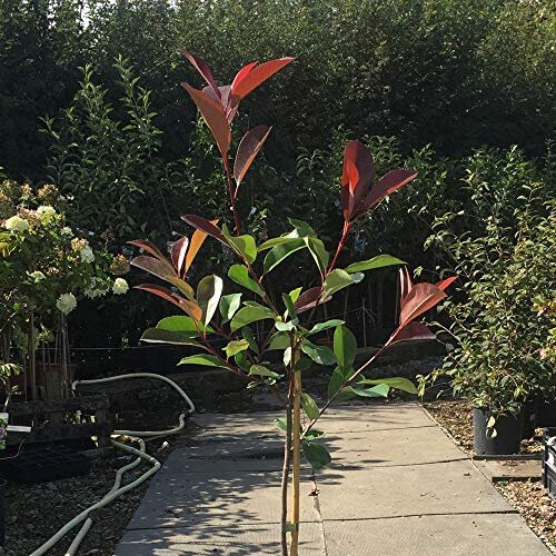 Photinia Red Robin Tree Standard Plants Hardy Red Evergreen Outdoor ...