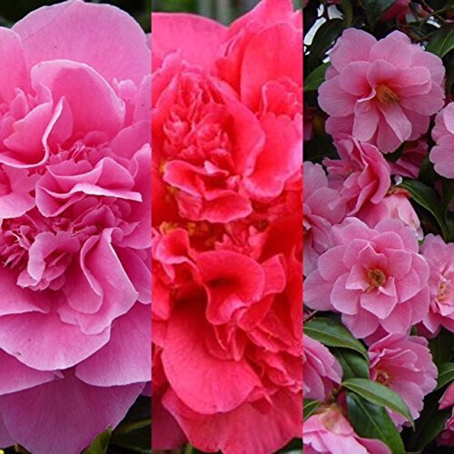 3 x Camellia Japonica Mix Inc Vars Like 'Donation' - 'Lady Campbell ...