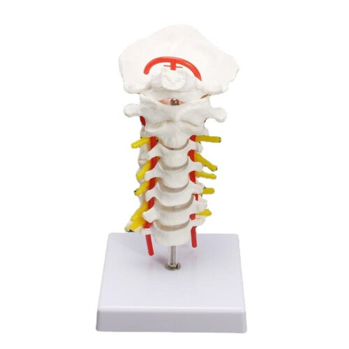 7'' Life Size Chiropractic Human Anatomical Cervical Vertebral Spine ...