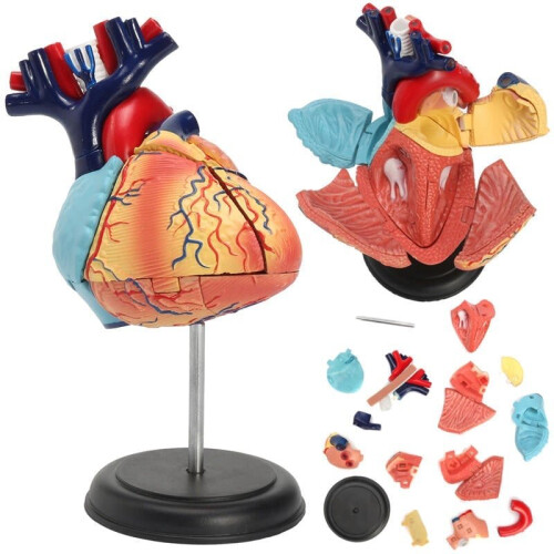 4D Anatomical Human Heart Structural Models Anatomy Medical Teaching ...