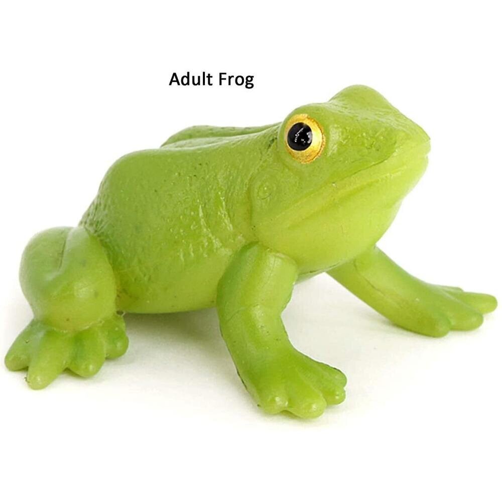 Animal Growth Cycle Biological Model , Growth Stage Lifelike Frog Life ...