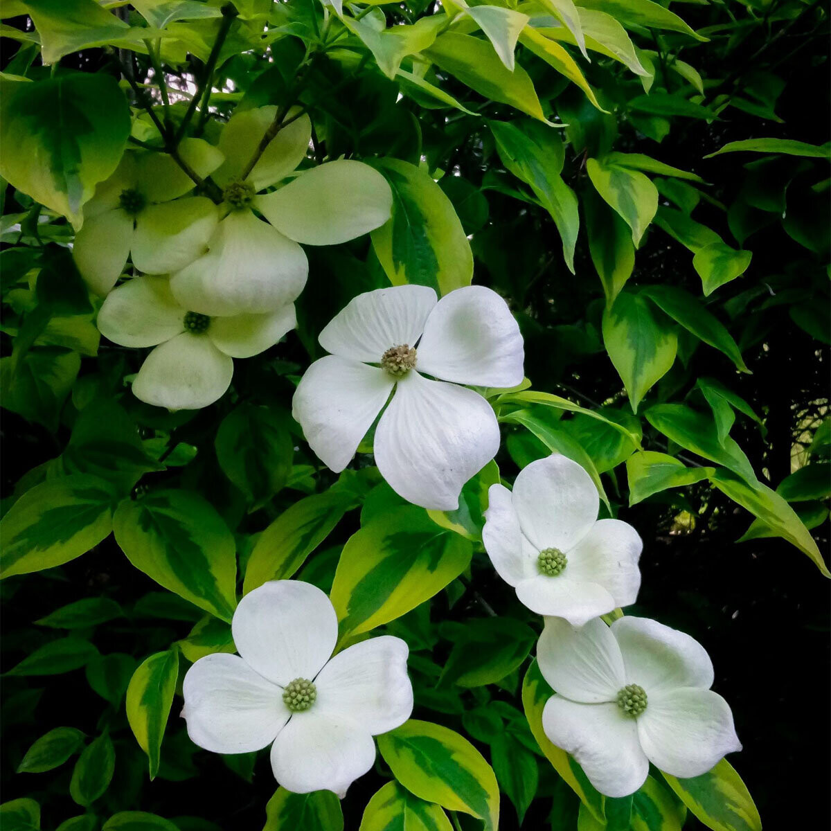 Cornus kousa Celestial Shadow - Chinese Dogwood Grafted - plant in 1.3 ...