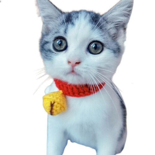 Bells For Cats And Dogs,silent Bells Of Pure Handmade Wool,hand-knitted ...