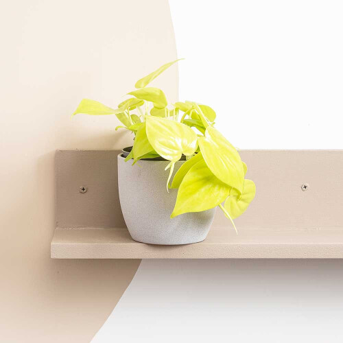 15 - 25cm Philodendron Lemon Micans Pothos 12cm Pot House Plant on OnBuy