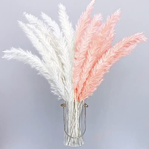 30 Pcs Pampas Grass Plant | 15 Pcs 40cm Pampas Grass White Small & 15 ... 30 Pcs Pampas Grass Plant | 15 Pcs 40cm Pampas Grass White Small & 15 ...