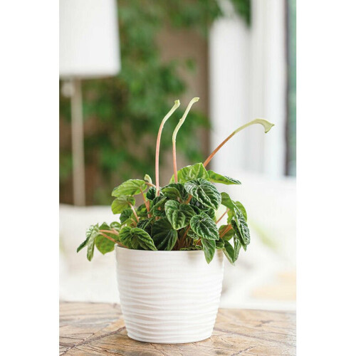 Sahara Decorative Garden Planter - Large Pot Plant Displays on OnBuy