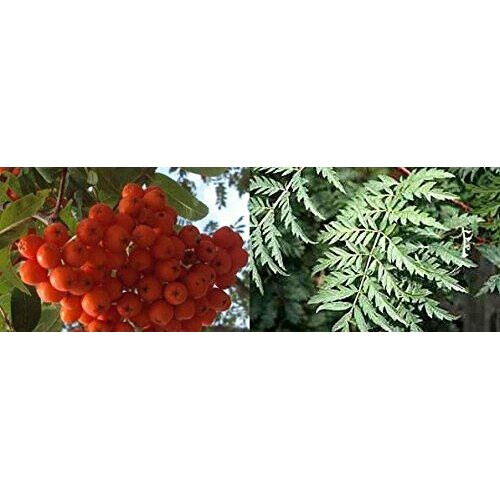 Sorbus Asplenifolia Cut Leaf Rowan Mountain Ash Tree 7-8ft Specimen ...
