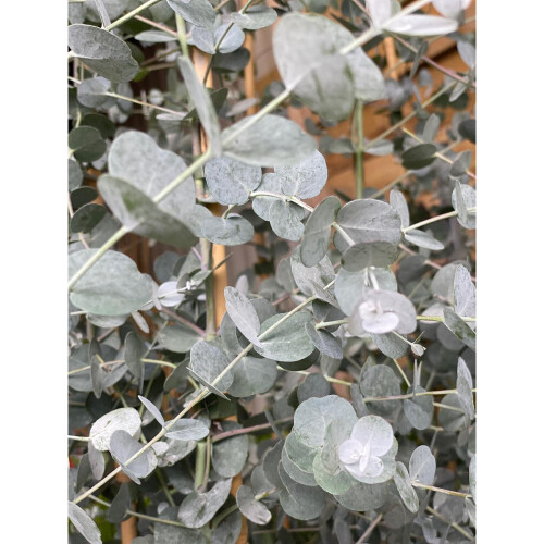 Eucalyptus Gunnii Azura Evergreen Ornamental Tree 6-7ft Tall Extra ...
