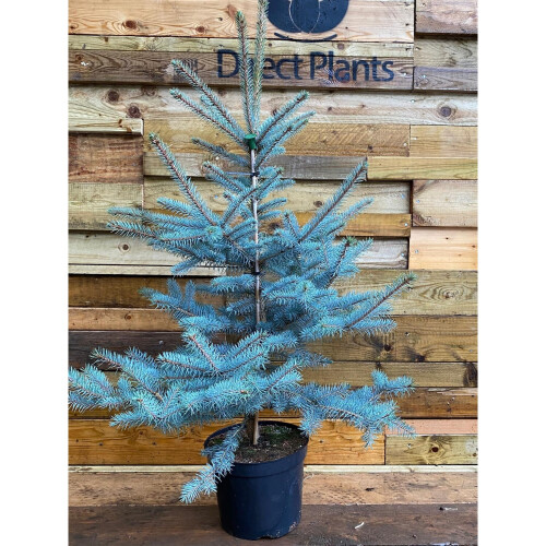 Picea Pungens Edith Blue Colorado Spruce Tree 2.5-3ft Large in a 7.5 ...
