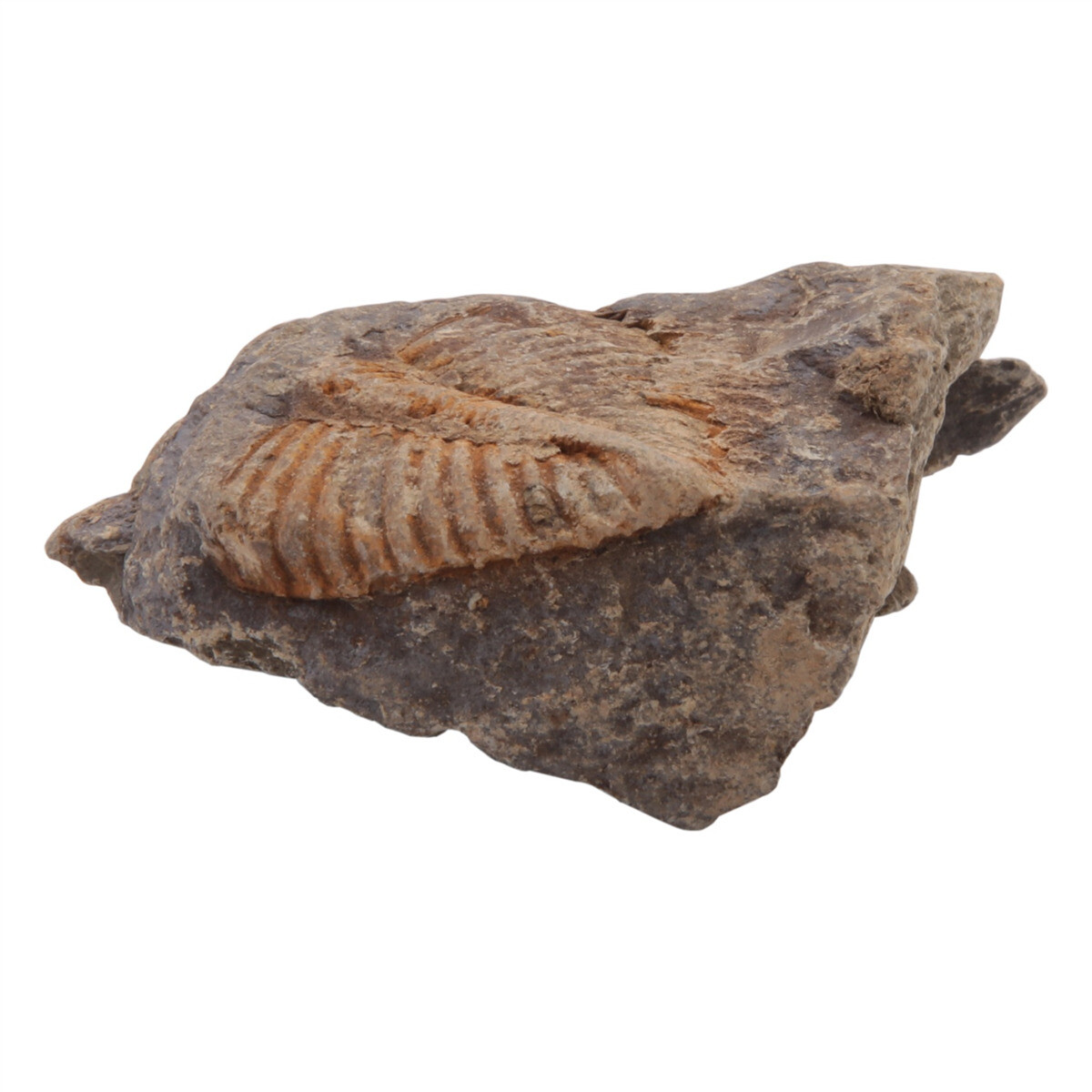 1 PC Natural Trilobite Tail Fossil Fossils Teaching Specimens on OnBuy