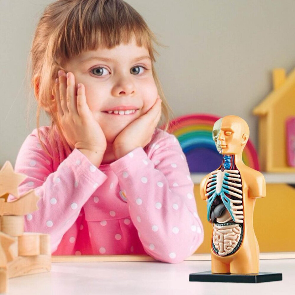3D Removable Anatomical Human Torso Body Model for Education Toy Human ...