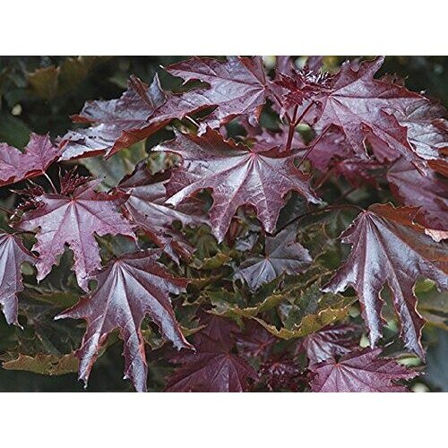 Acer Crimson Sentry Maple Tree 5-6ft Tall Supplied in a 10 Litre Pot on ...