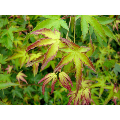 Acer Palmatum Little Princess Japanese Maple Tree 40-50cm Supplied in a ...