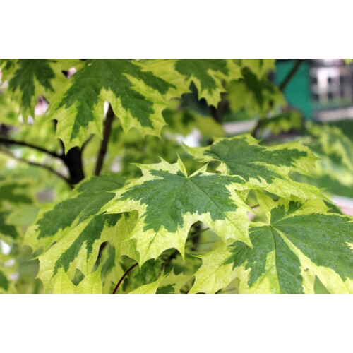 Acer Platanoides Drummondii Maple Tree 7-8ft Supplied in a 10 Litre Pot ...