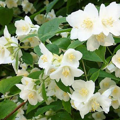 Philadelphus coronarius - Mock Orange - plant in 9 cm pot on OnBuy