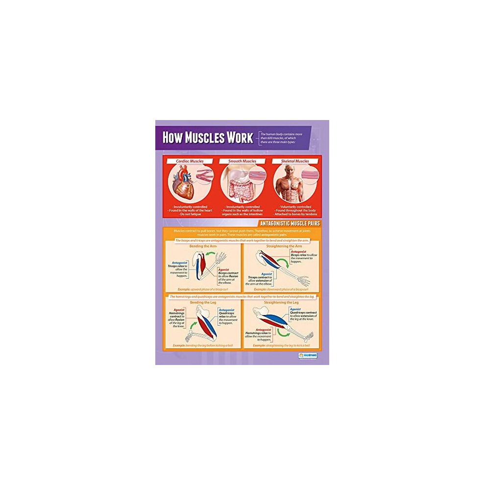 Muscular Skeletal System Posters Set of 4 Science Posters Gloss Paper ...